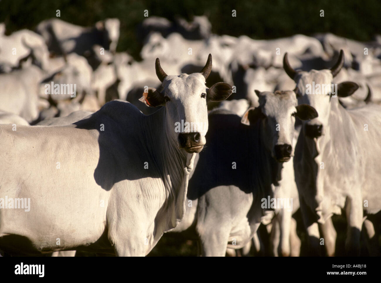 Large scale cattle farming hi-res stock photography and images - Alamy