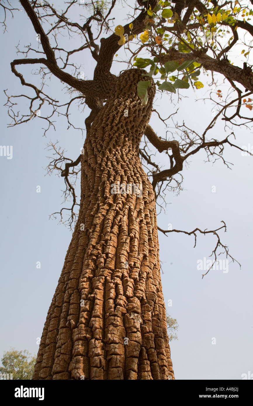 Shea tree ghana hi-res stock photography and images - Alamy