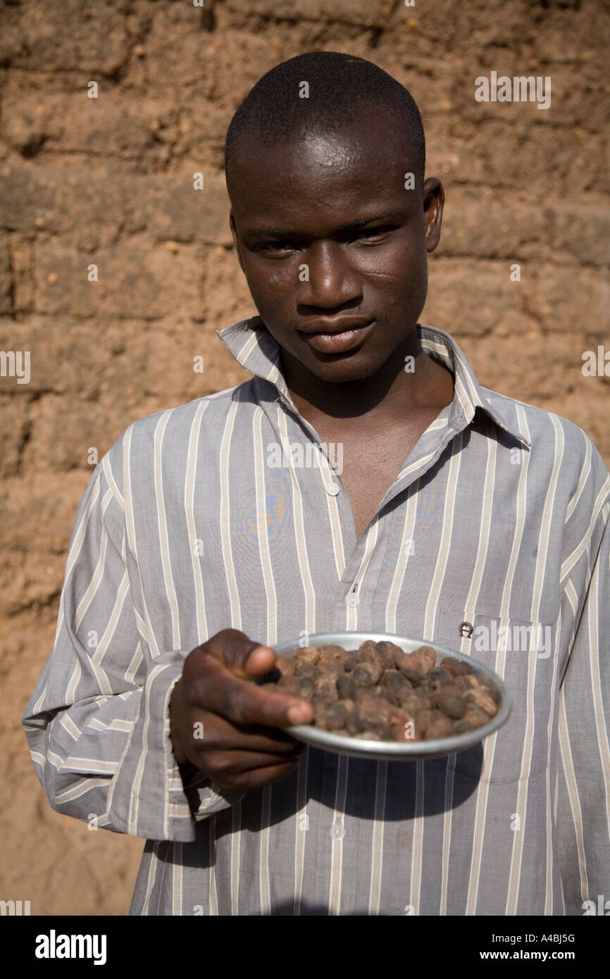 Fruit of the shea tree used to make shea butter Stock Photo - Alamy