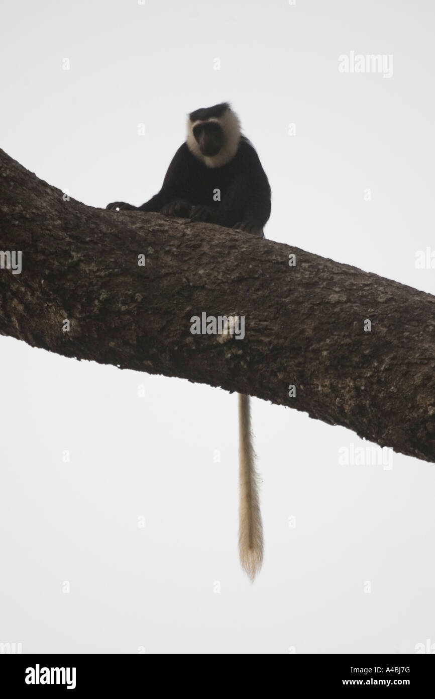 Colobus colobus vellerosus hi-res stock photography and images - Alamy