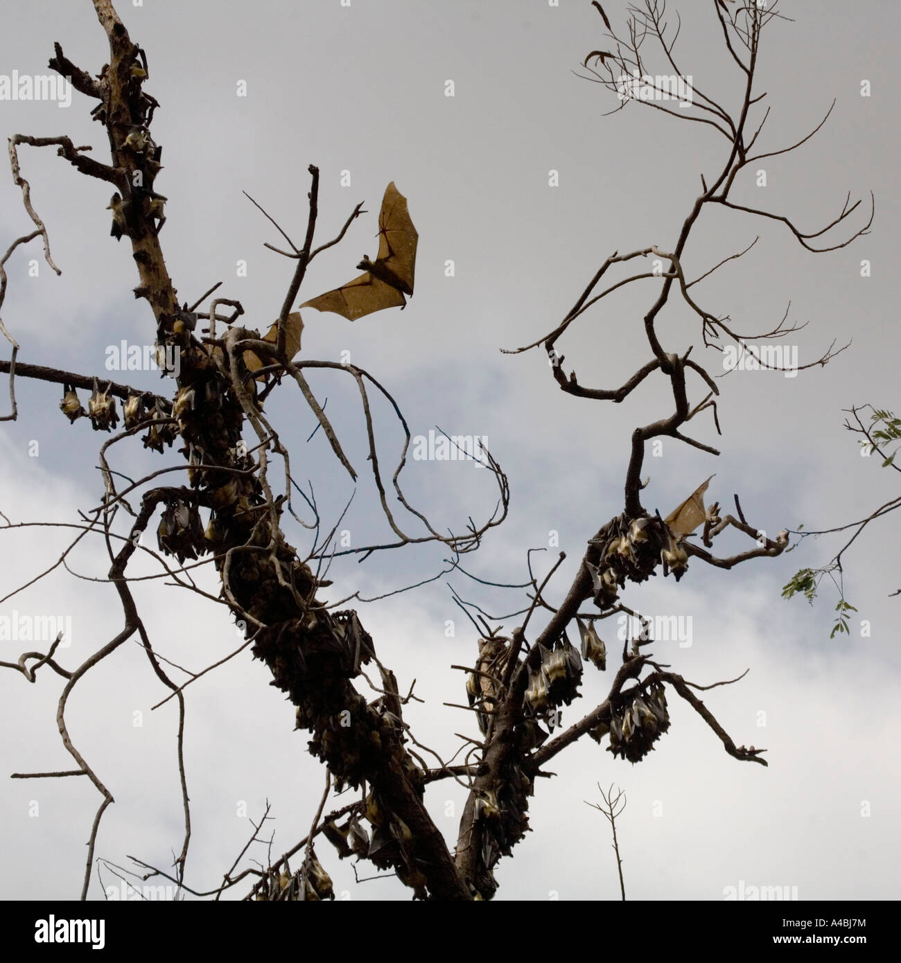 Colony of fruit bats Kumasi Zoo Ghana Stock Photo - Alamy