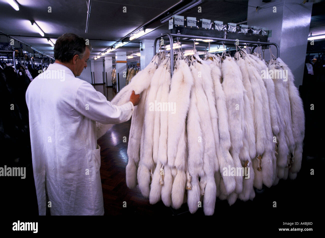 mink fur trade mink furs hanging up in warehouse Stock Photo - Alamy