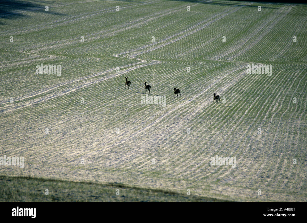 Four deer running through a farmer s field Abbotstone Down Hampshire ...
