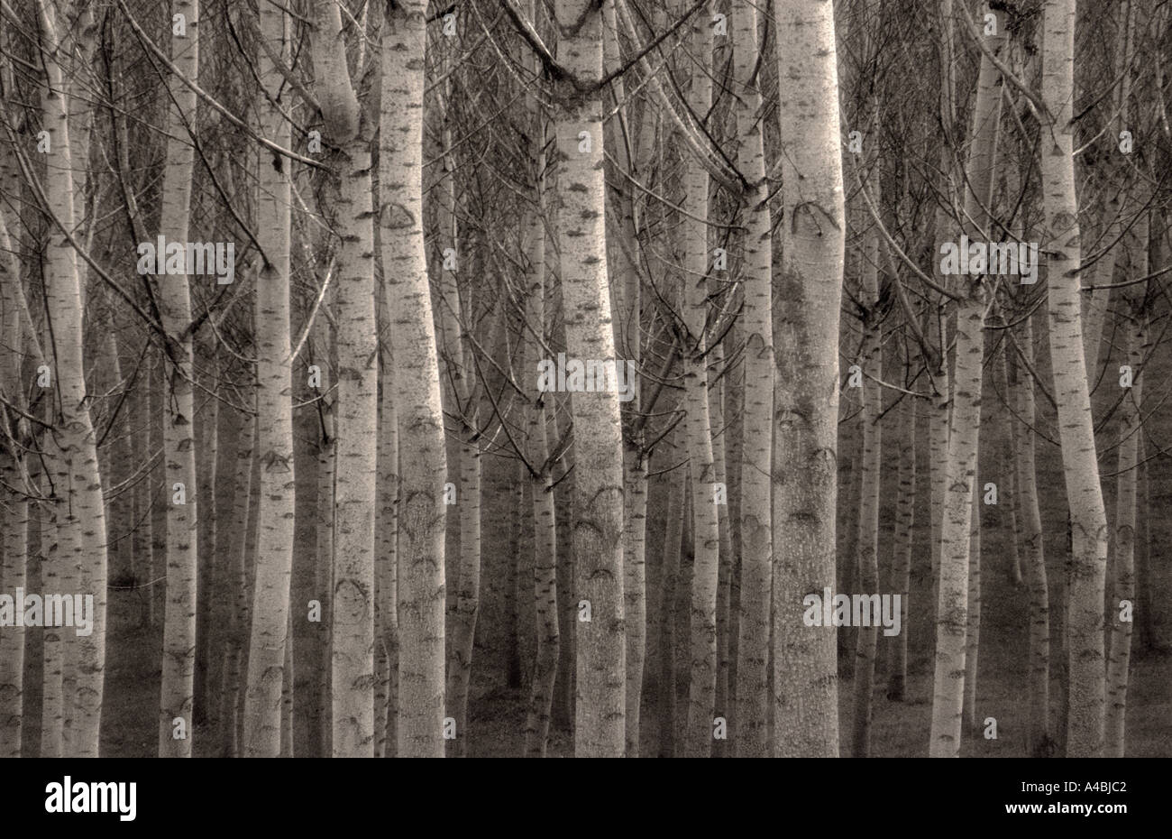 Italian black poplar hi-res stock photography and images - Alamy