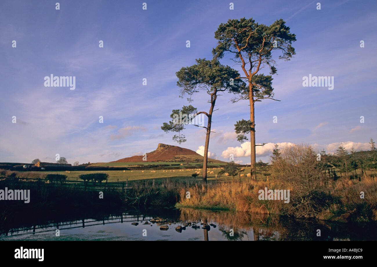 Topping tree hi-res stock photography and images - Alamy