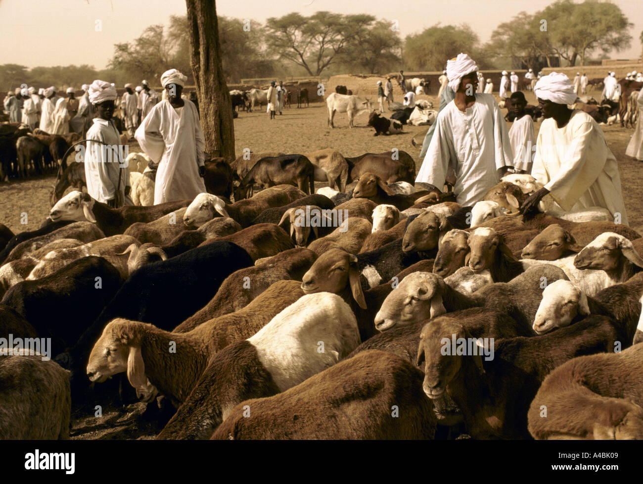 men with sheep sudan Stock Photo - Alamy