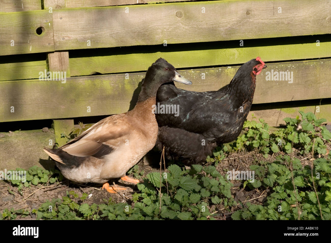 Male duck mallard cross drake follows hen Black Rock breed companion ...