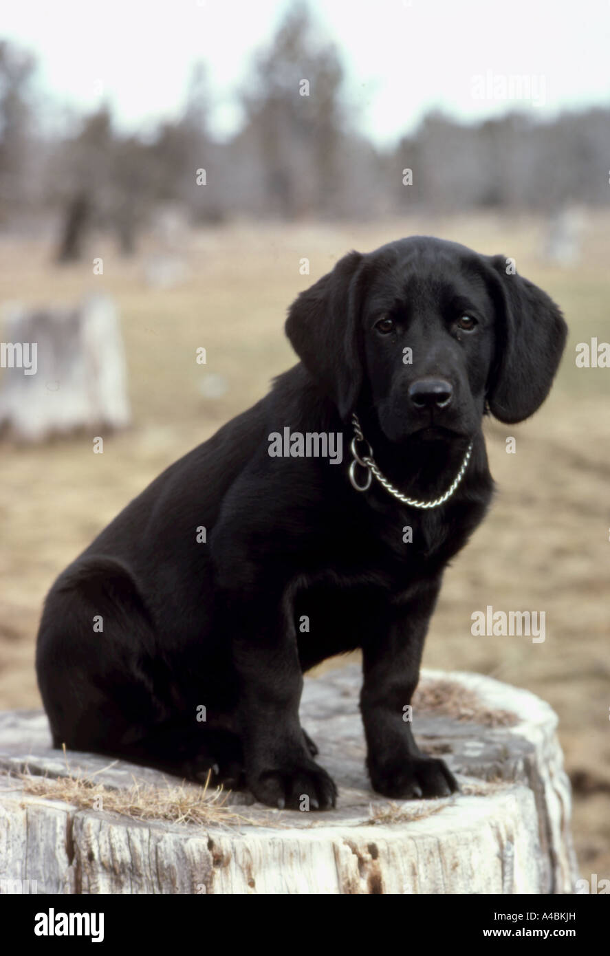 Anxious labrador retriever hi-res stock photography and images - Alamy