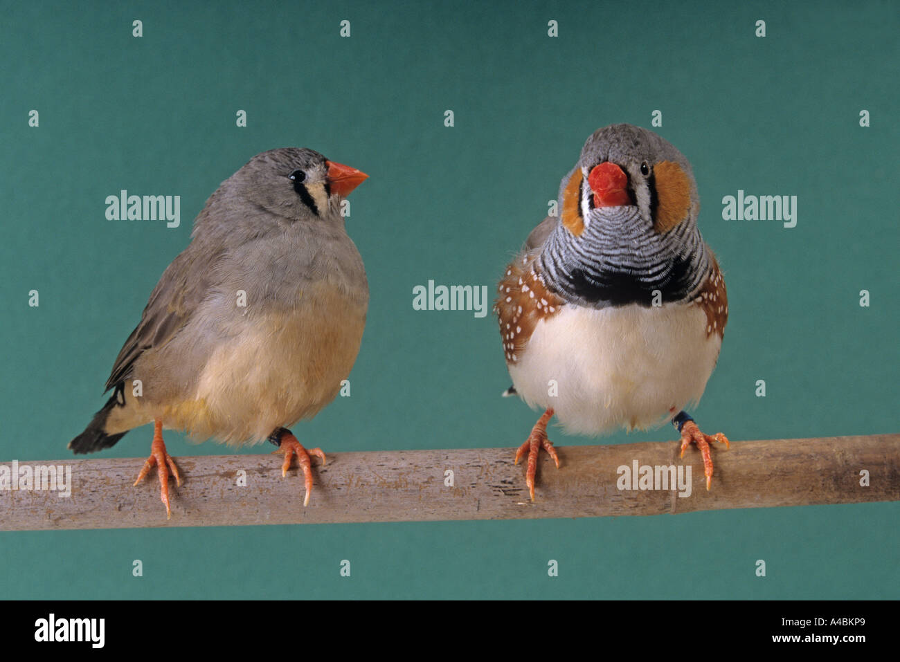 Zebra finches hi-res stock photography and images - Alamy