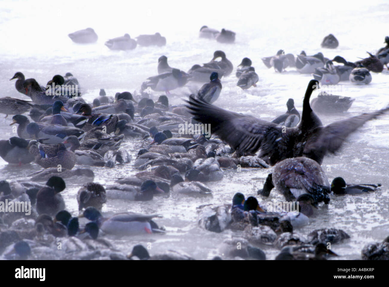 Ducks & Geese splashing and feeding in the icy cold water of the frozen ...