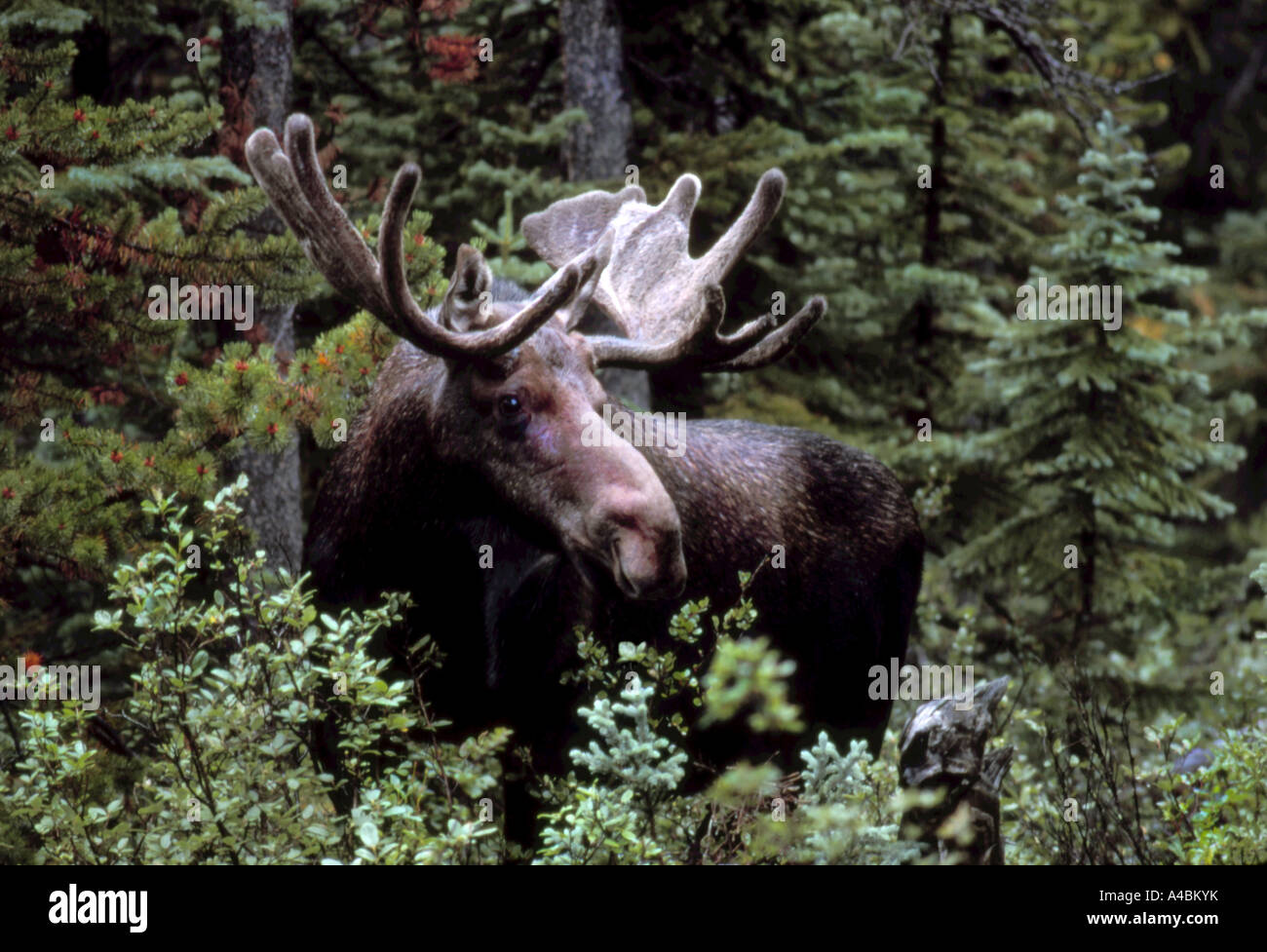 32,361.06100 Close-up of heavily antlered horned rack Moose bull ...