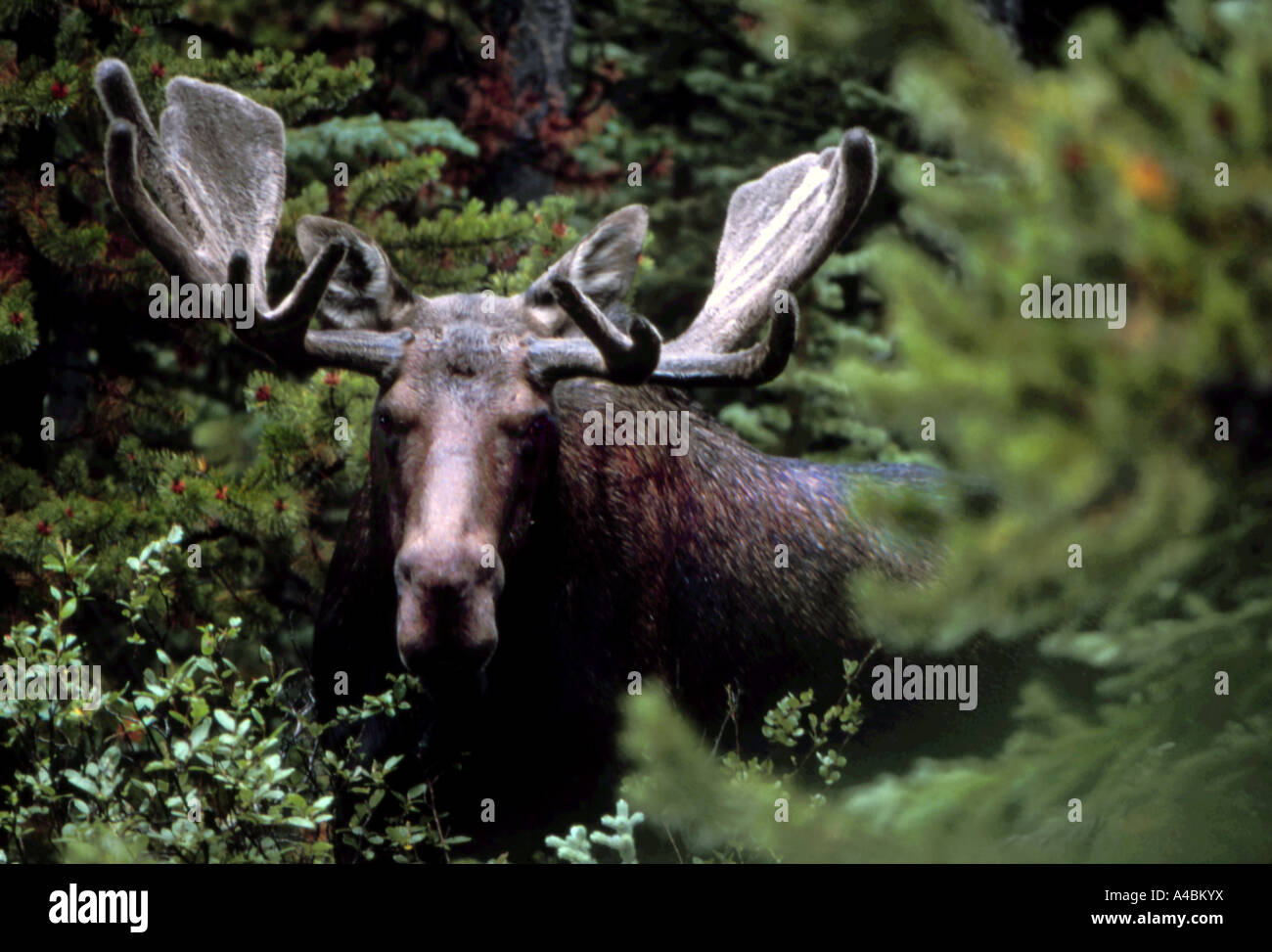 32,361.08100 Close-up of heavily antlered horned rack Moose bull ...