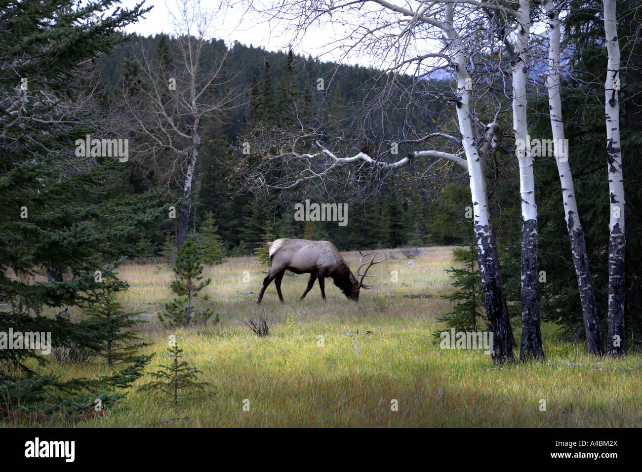 38,258.03895 Bull elk grazing in a sub alpine meadow with quaking aspen ...