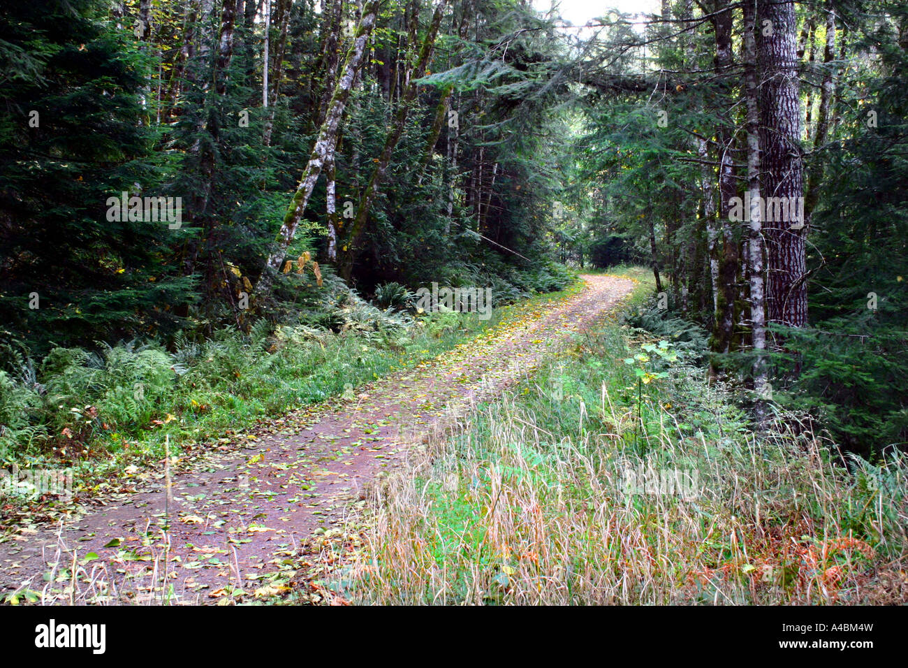Weed covered track hi-res stock photography and images - Alamy