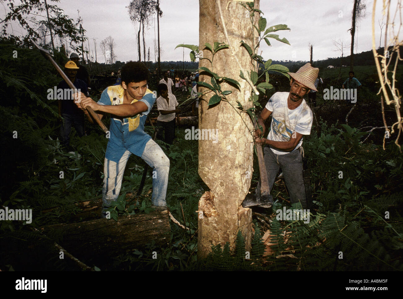 Settlers occupying land in Utumuju cut a tree for a barricade, Bahia ...