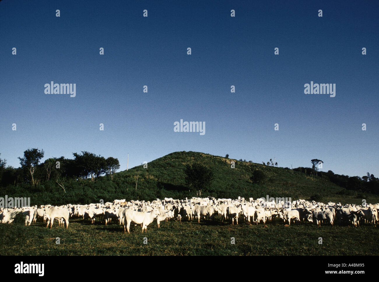 Cattle farm brazil large scale hi-res stock photography and images - Alamy