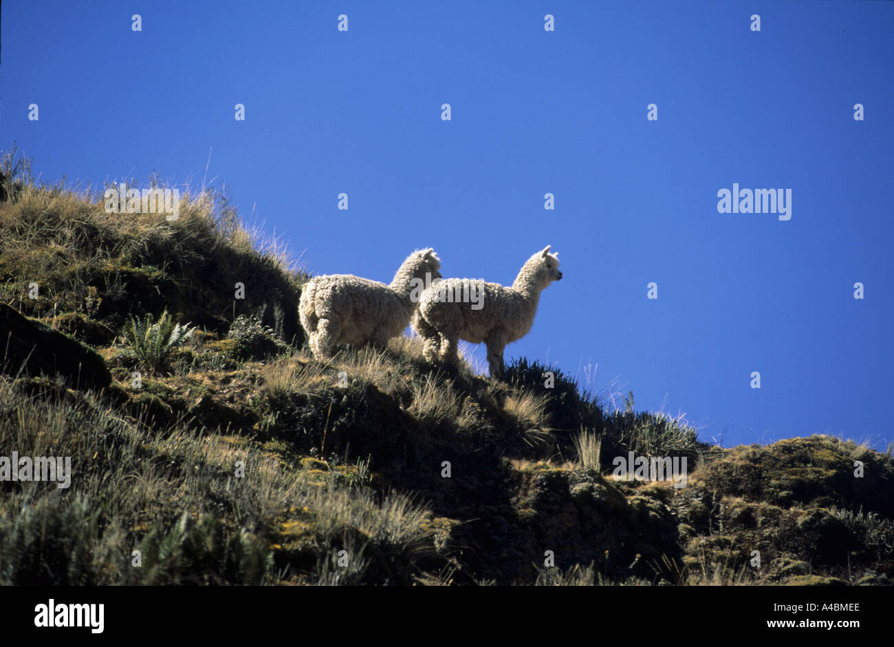 Tufty grass hi-res stock photography and images - Alamy