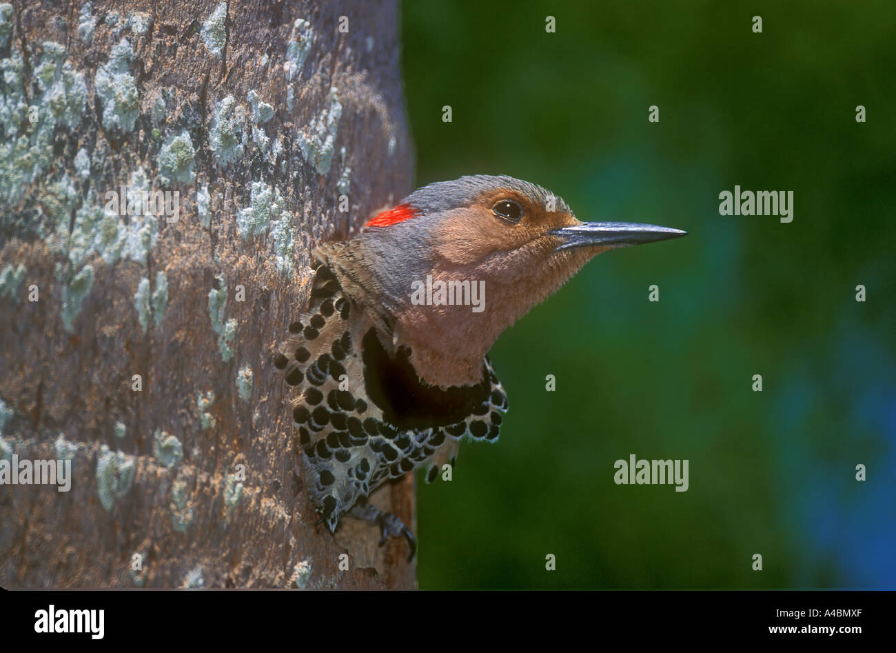 Northern Flicker, a member of the Woodpecker family, emerging from its ...