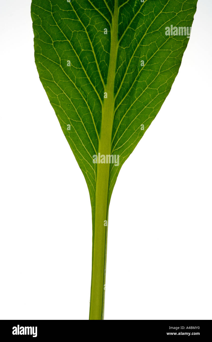 Choi sum hi-res stock photography and images - Alamy