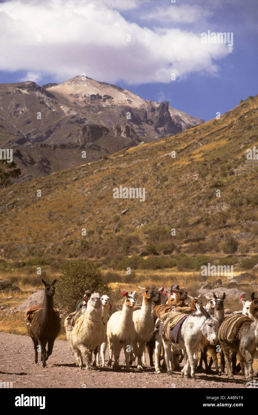 Peru colca canyon llamas hi-res stock photography and images - Alamy