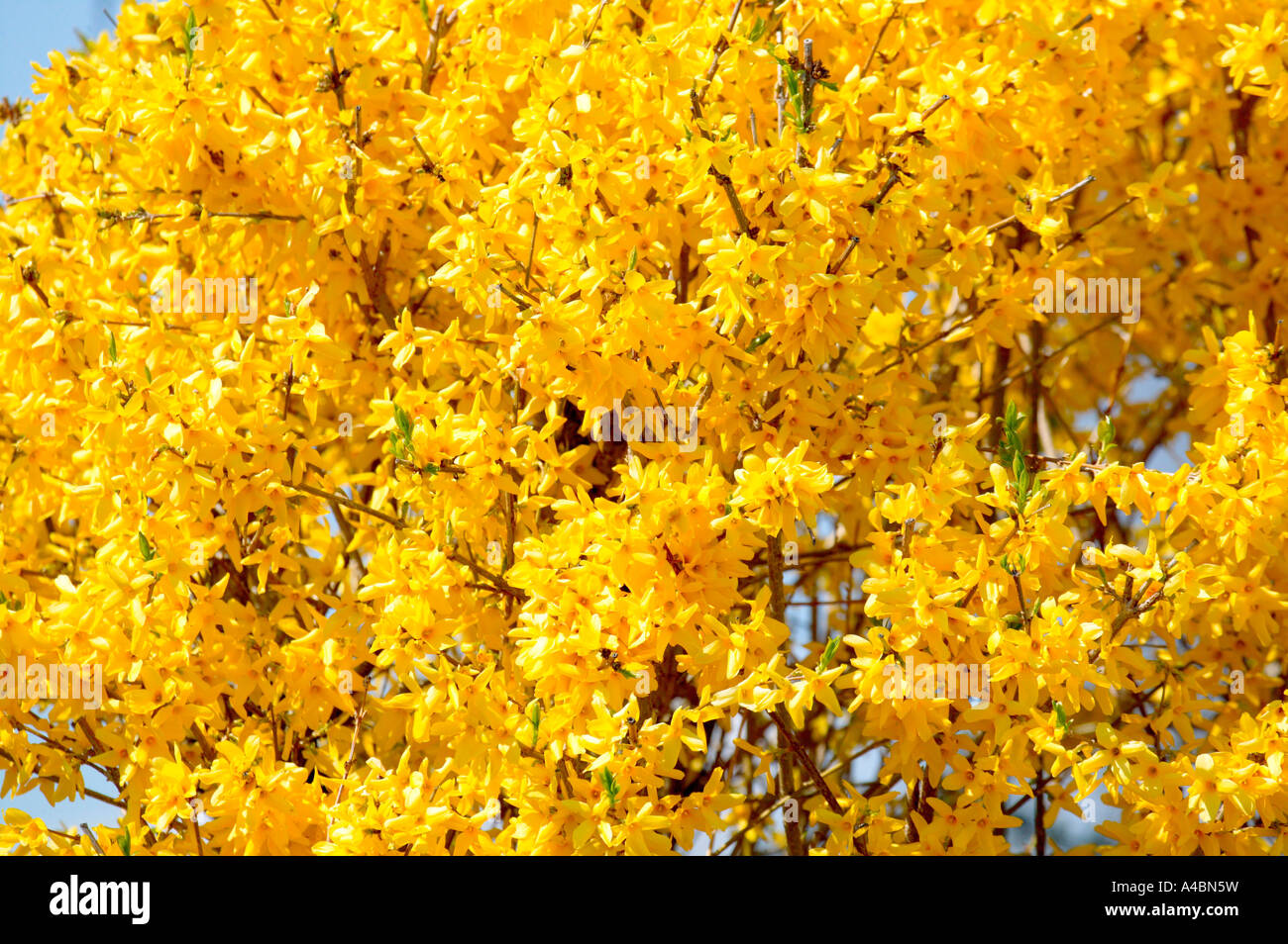 Bluehende Forsythie, Flowers of forsythia Stock Photo - Alamy