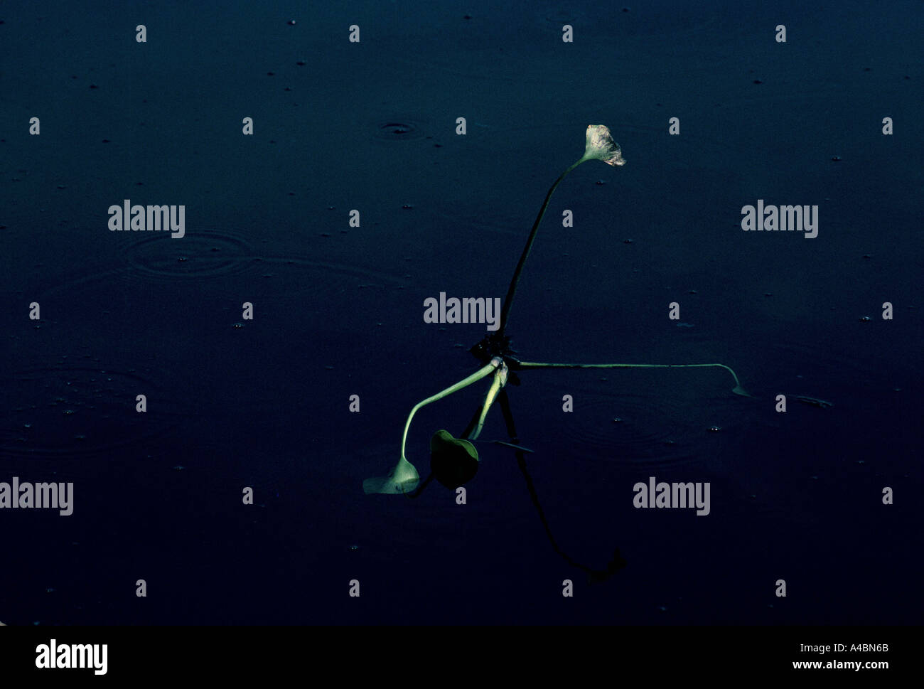 Rio: Water hyacinth is the only plant alive in the dead Rio Sarapui ...