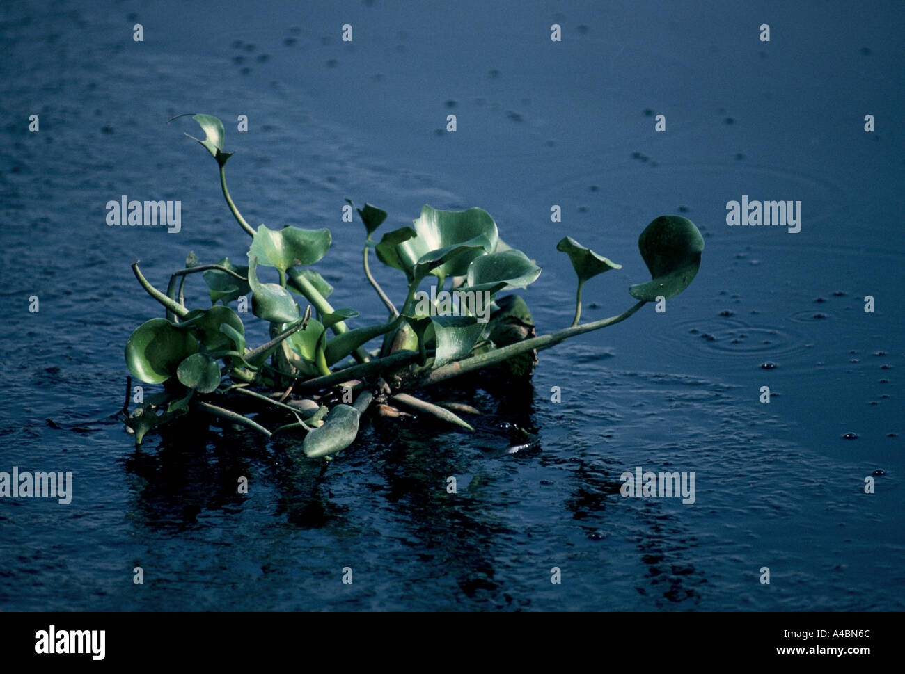Rio: Water hyacinth is the only plant alive in the dead Rio Sarapui ...