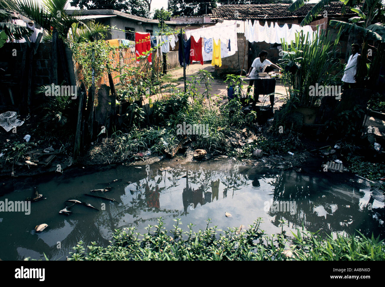 Rio: Water hyacinth is the only plant alive in the dead Rio Sarapui ...
