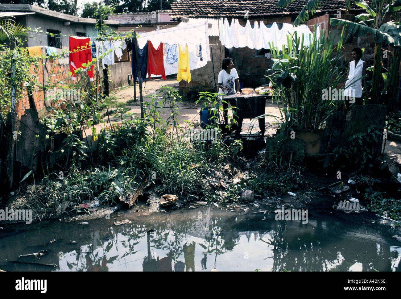 Rio: Water hyacinth is the only plant alive in the dead Rio Sarapui ...