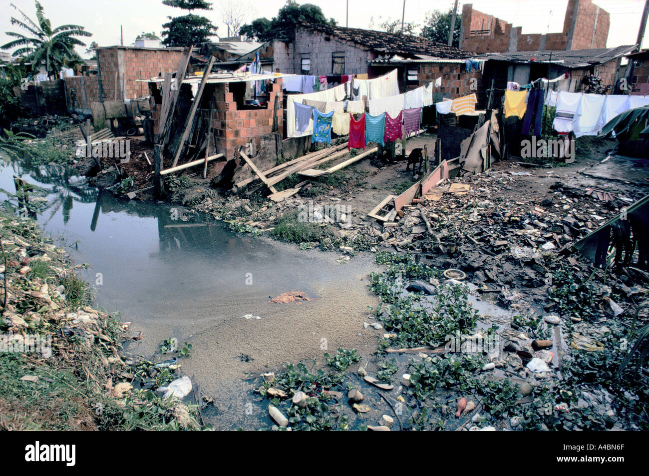Rio: Water hyacinth is the only plant alive in the dead Rio Sarapui ...