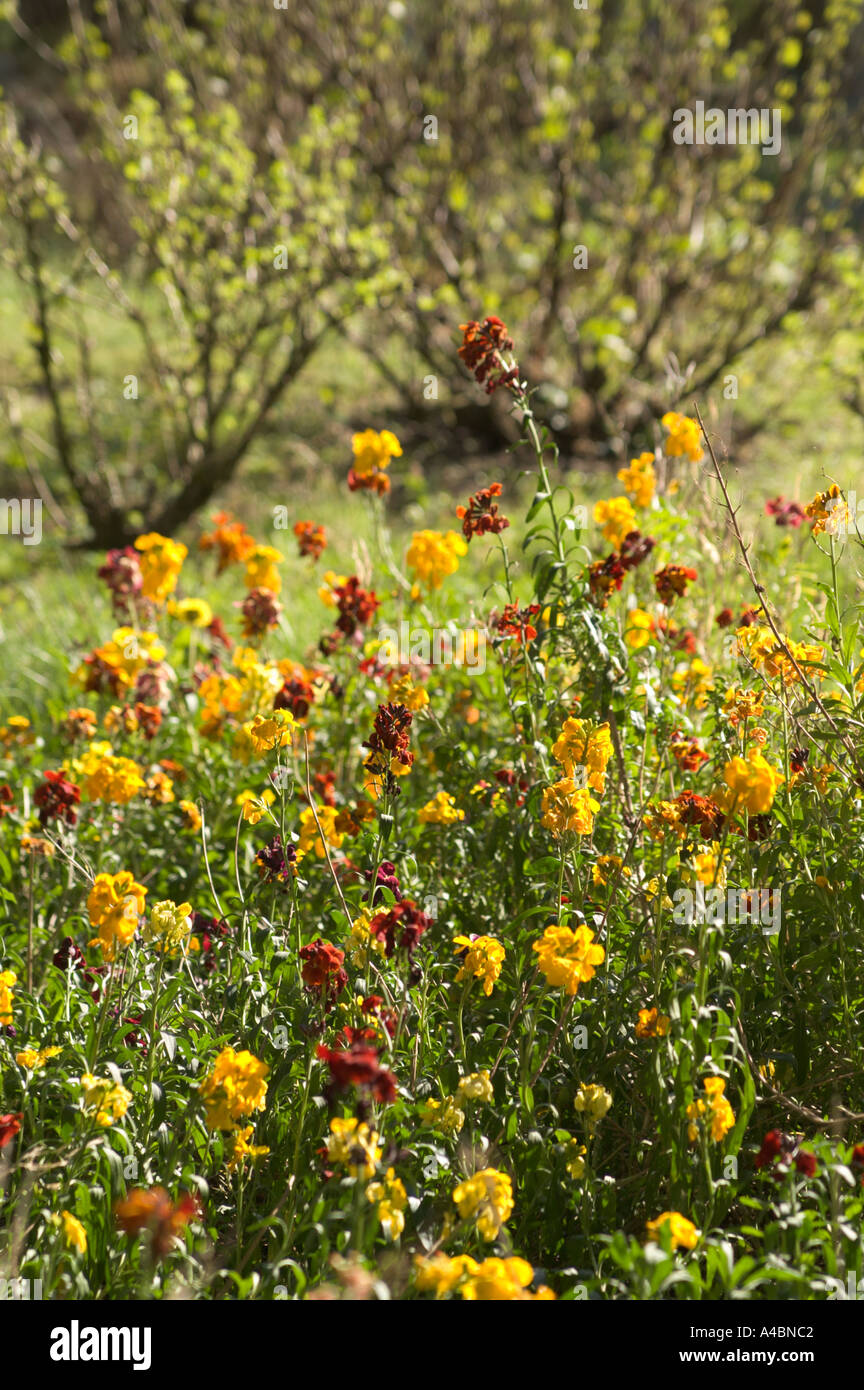 Naturalised wallflowers hi-res stock photography and images - Alamy