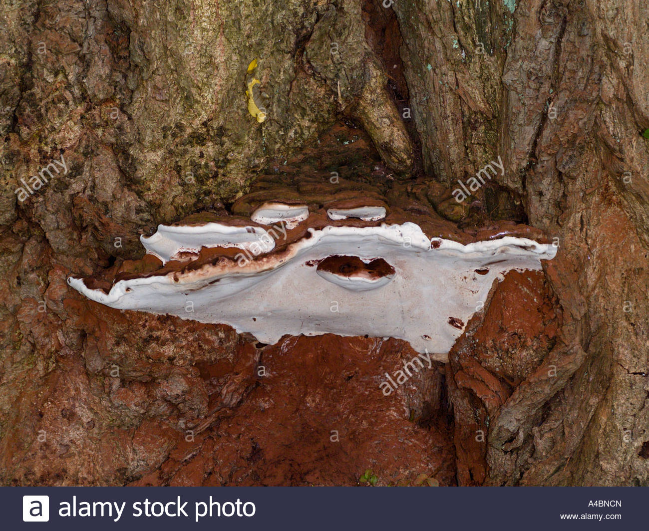 Artists Bracket Fungi Stock Photos & Artists Bracket Fungi Stock Images ...