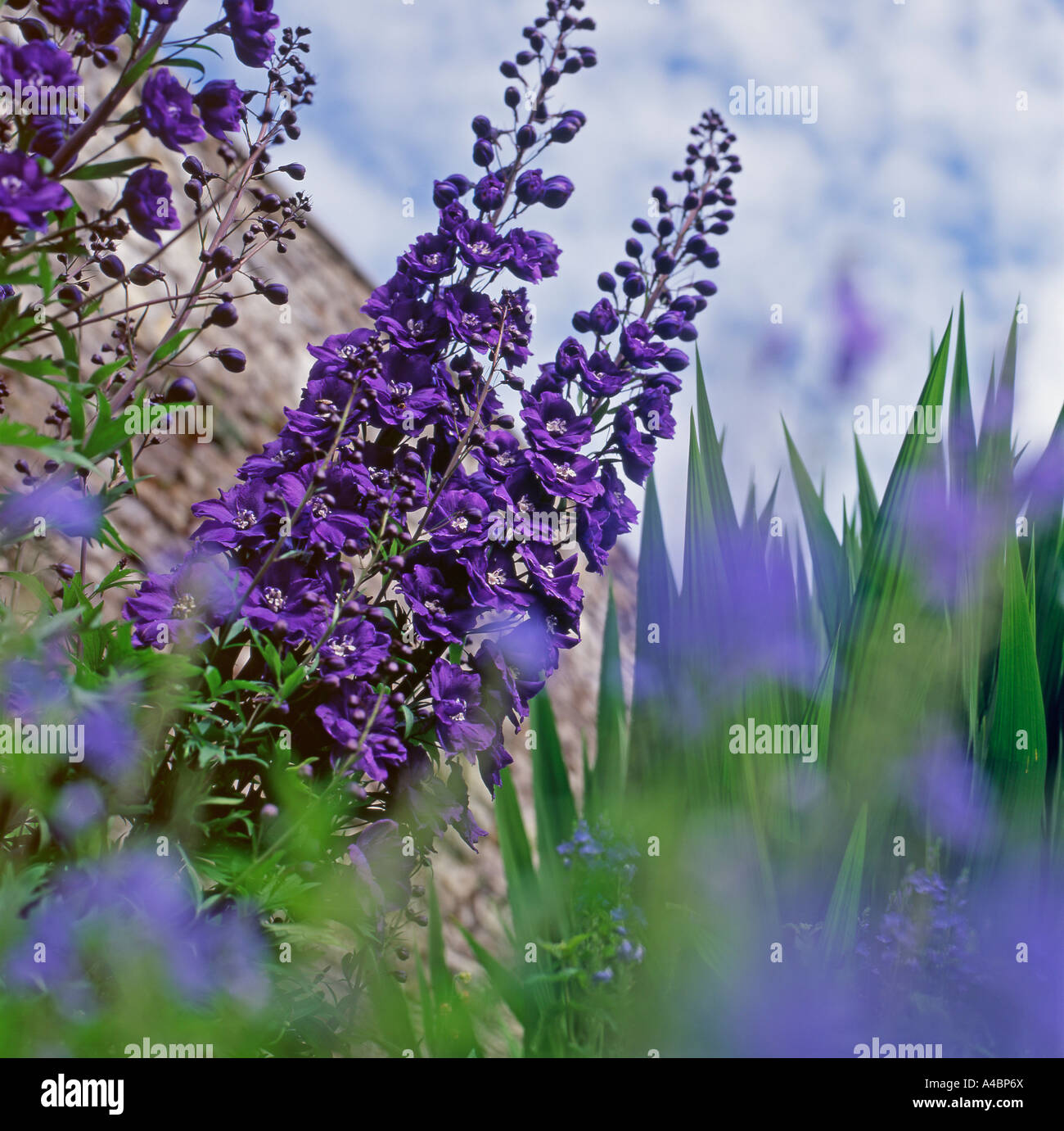 Delphiniums herbaceous border hi-res stock photography and images - Alamy