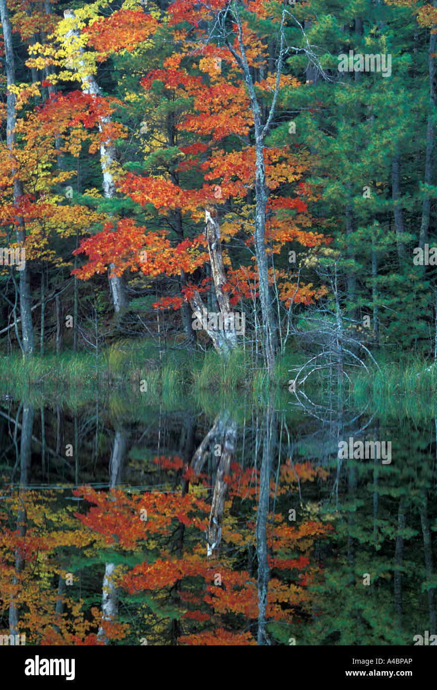 Orange pine hi-res stock photography and images - Alamy