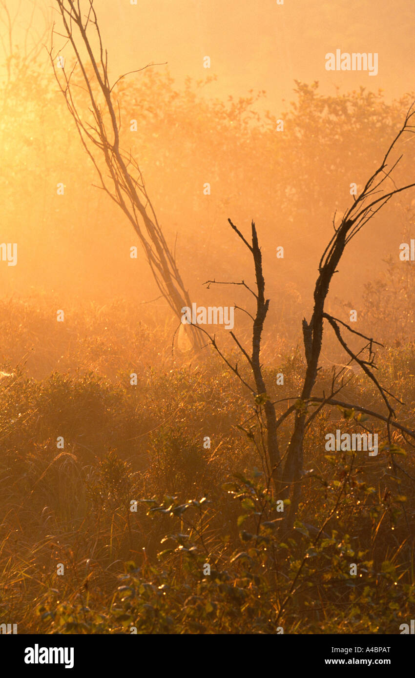 Dead tree in morning fog Stock Photo - Alamy