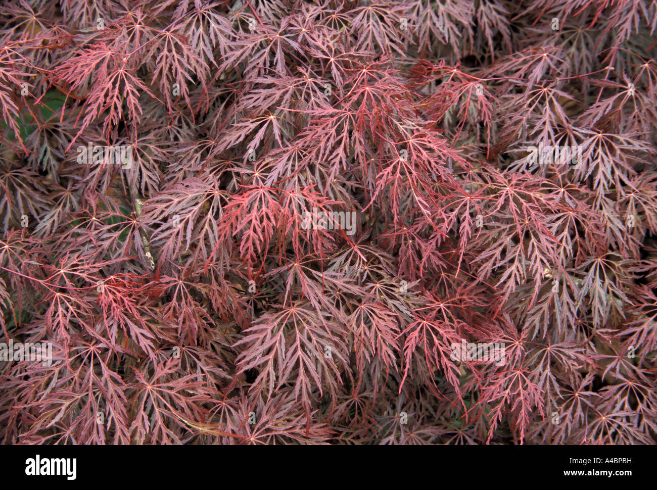 Details of japanese maple Stock Photo - Alamy