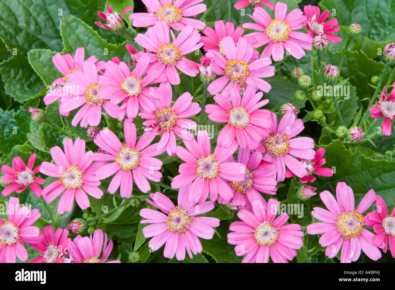 Cineraria hybrid hi-res stock photography and images - Alamy