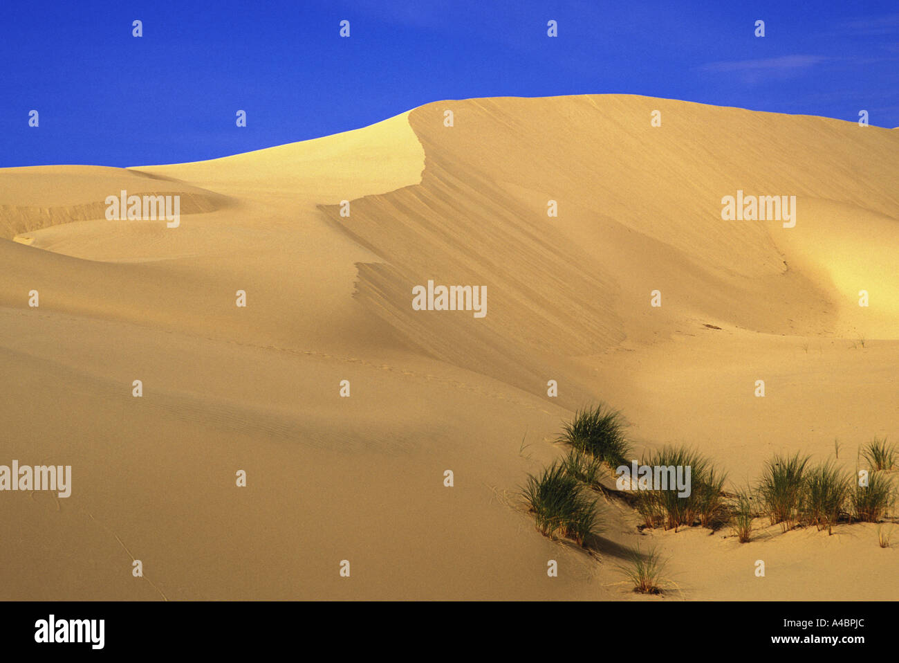 Oregon dunes recreational area hi-res stock photography and images - Alamy