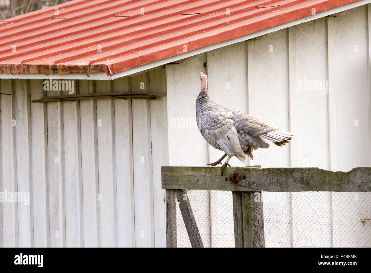 Turkey on fence, from a local city park demonstration farm Stock Photo ...