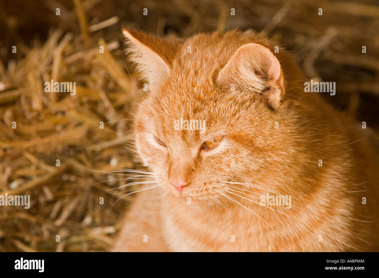 Barn cat, from a city park demonstration farm Stock Photo - Alamy