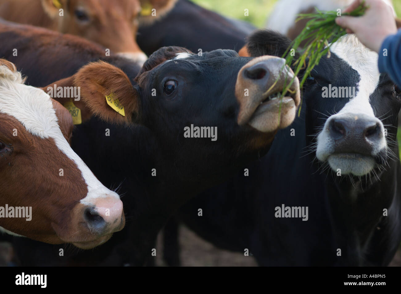 Farm hand feeding cows hi-res stock photography and images - Alamy
