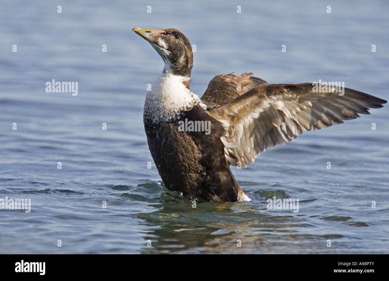 Young Eider duck stretching wings Stock Photo - Alamy