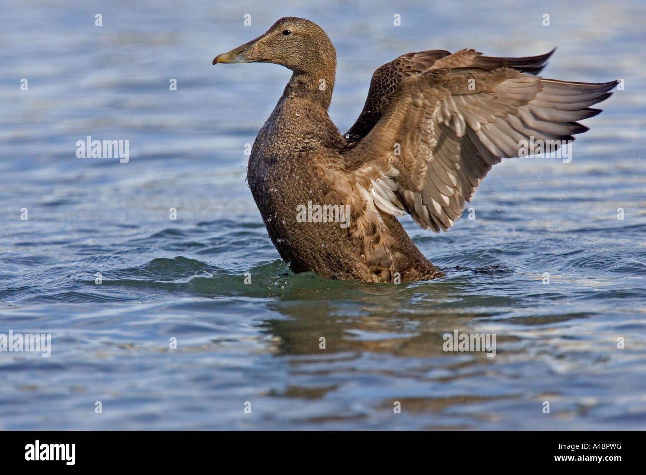 Eider duck stretching wings Stock Photo - Alamy