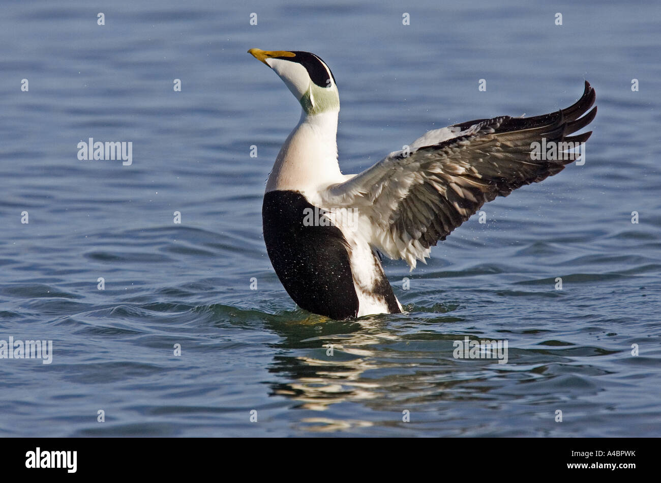 Eider duck stretching wings Stock Photo - Alamy
