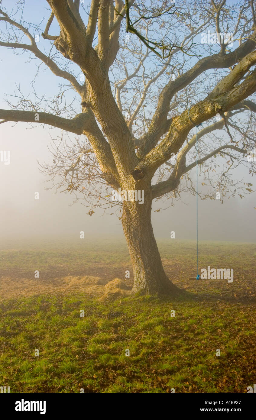 Tree in Winter Mist Environment Wales Stock Photo - Alamy