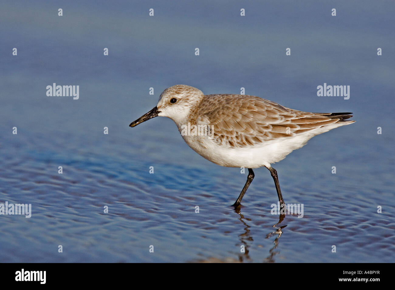 Sanderling on beach Stock Photo - Alamy