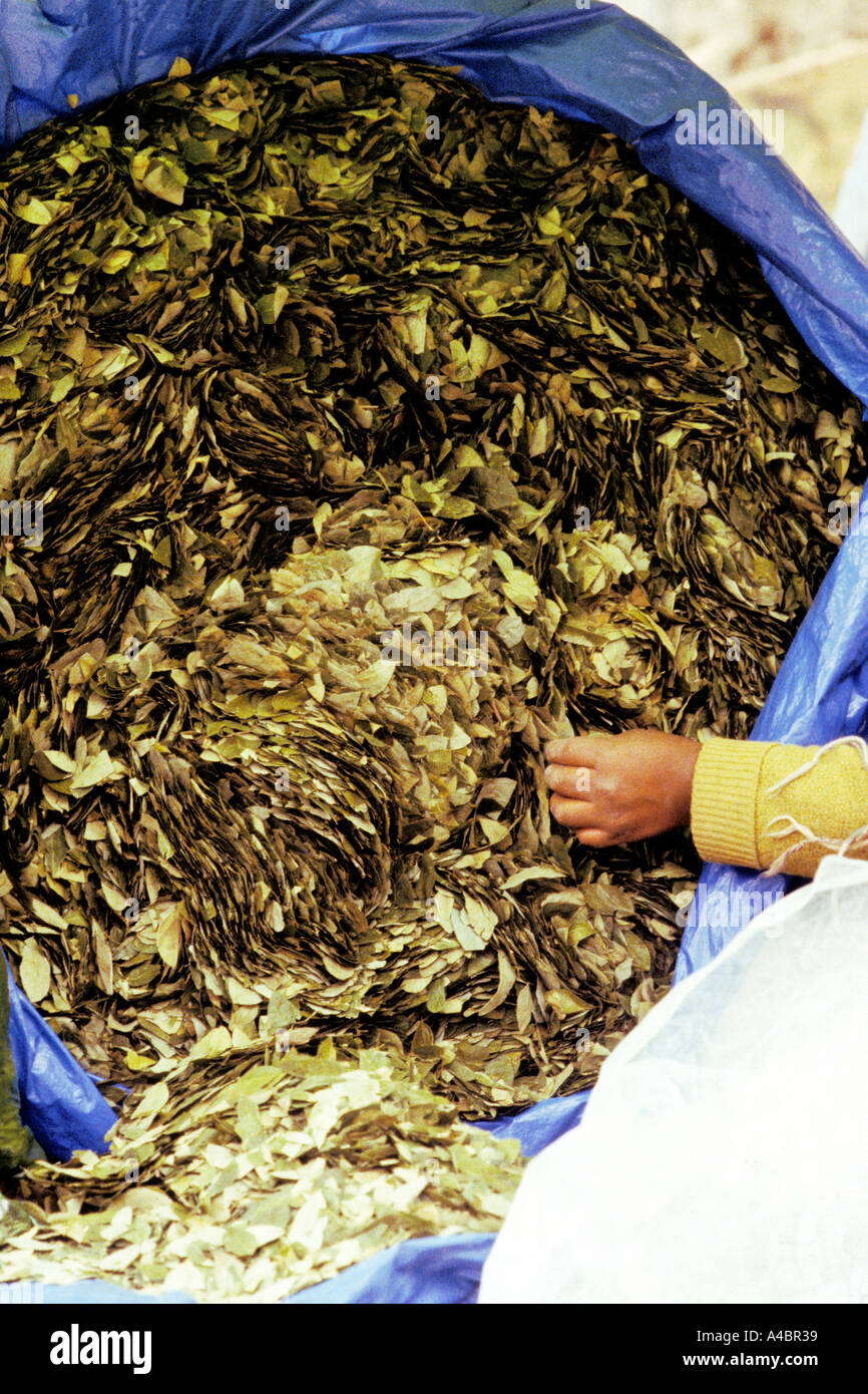 Coca plant bolivia hi-res stock photography and images - Alamy