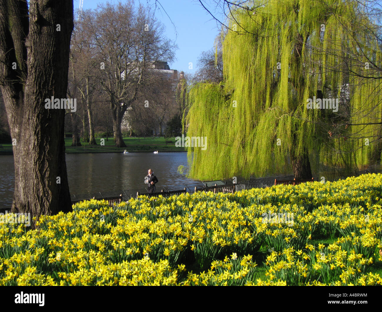 Springtime in St James s Park with daffodils in flower City of ...