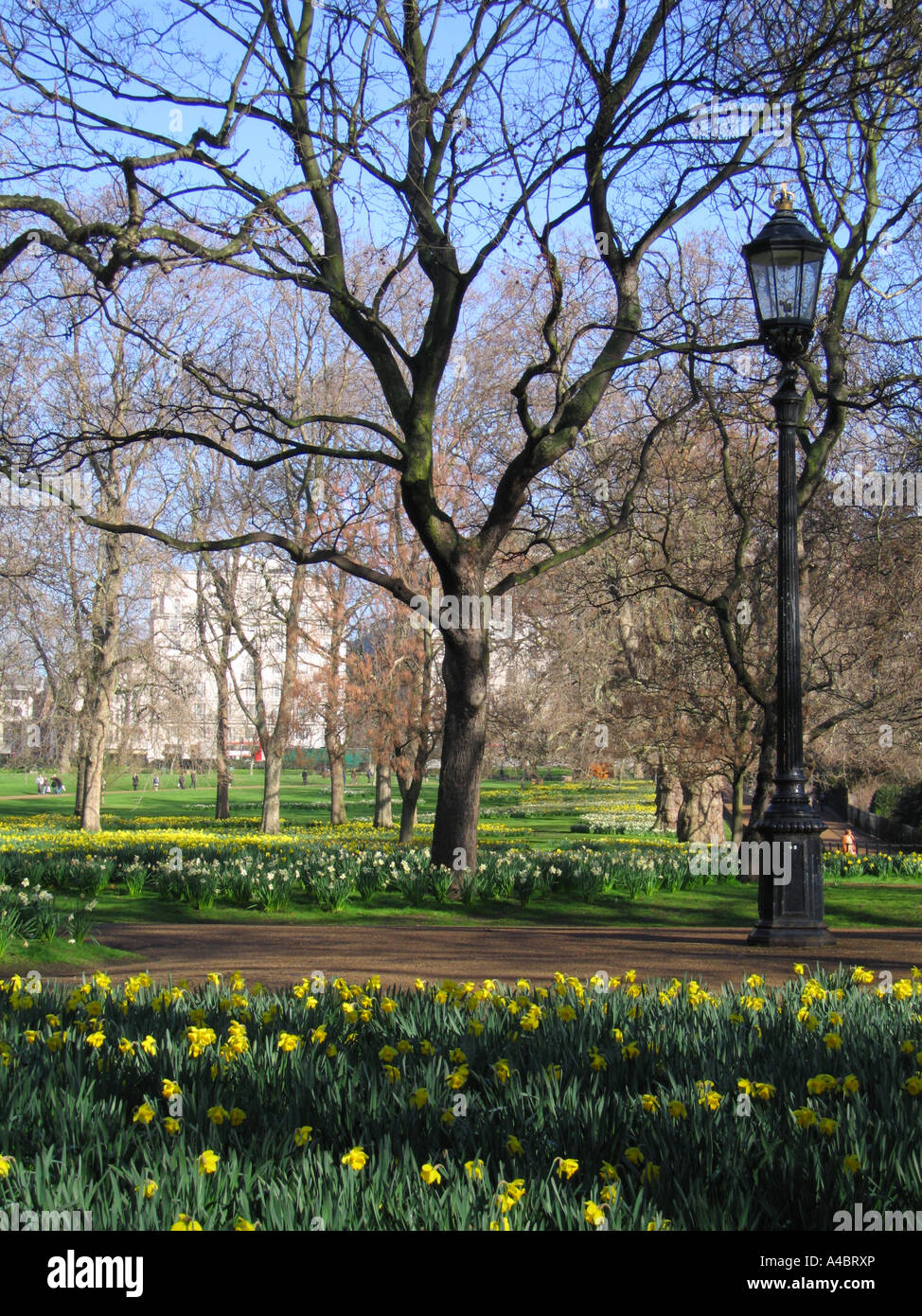 Green Park in the Spring with massed daffodils in flower London UK ...