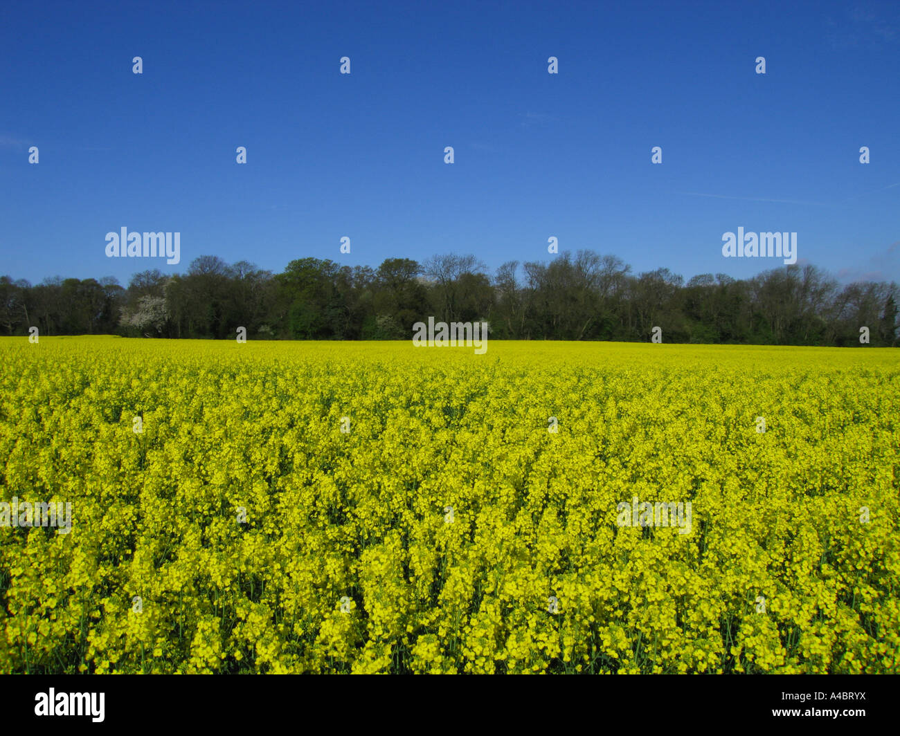 Field of Rapeseed in flower Chelsfield Bromley London UK Stock Photo ...